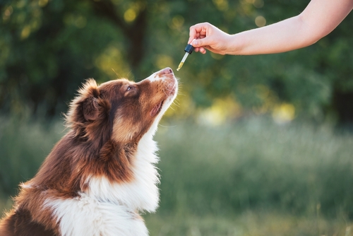 Apprendre à masser son chien Apprendre à masser son chien